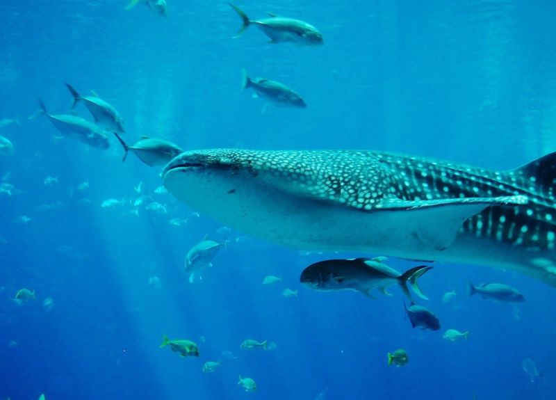 Swim with Whale Sharks in Oman by Zahara Tours
